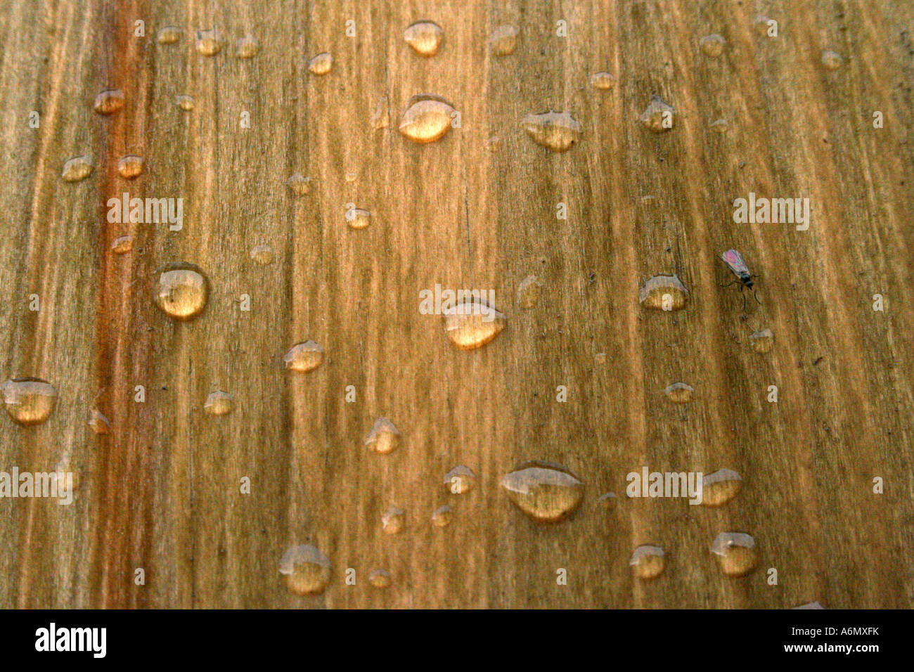 water droplets on wet wood surface Stock Photo - Alamy