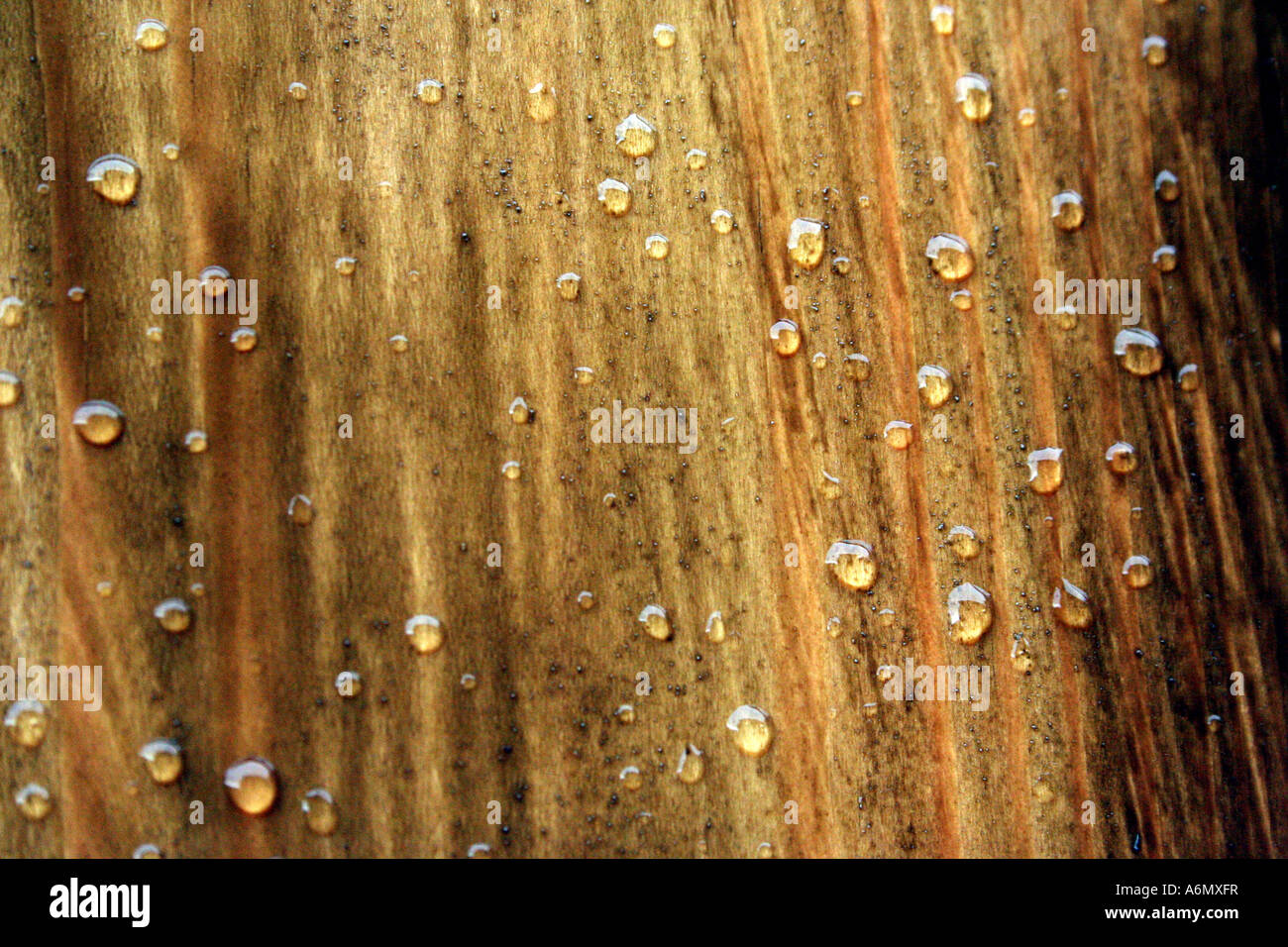water droplets on wet wood surface Stock Photo - Alamy