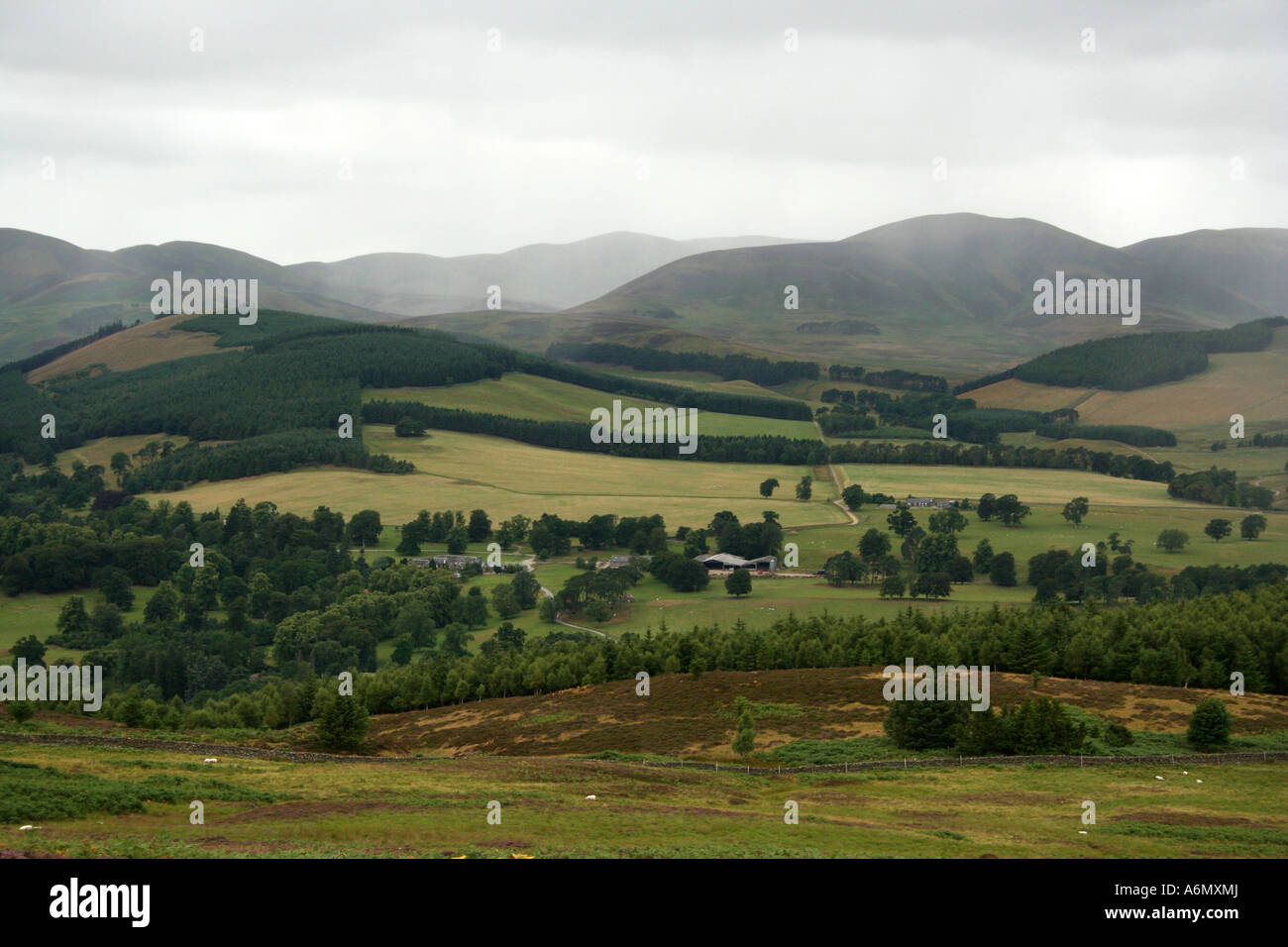 Field pasture meadow and forest, countryside in Scotland aroud Stobo ...