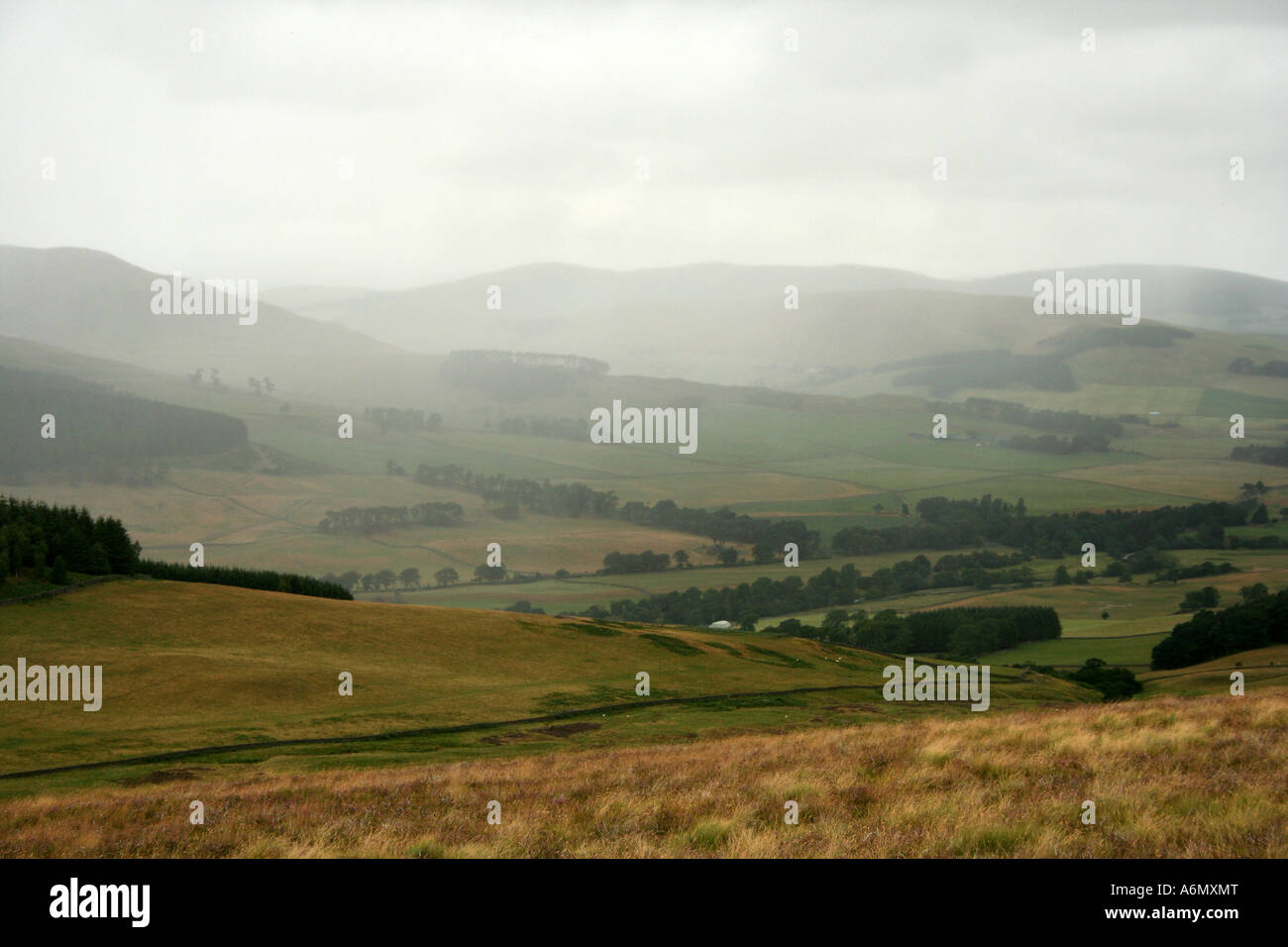 Field pasture meadow and forest, countryside in Scotland aroud Stobo ...