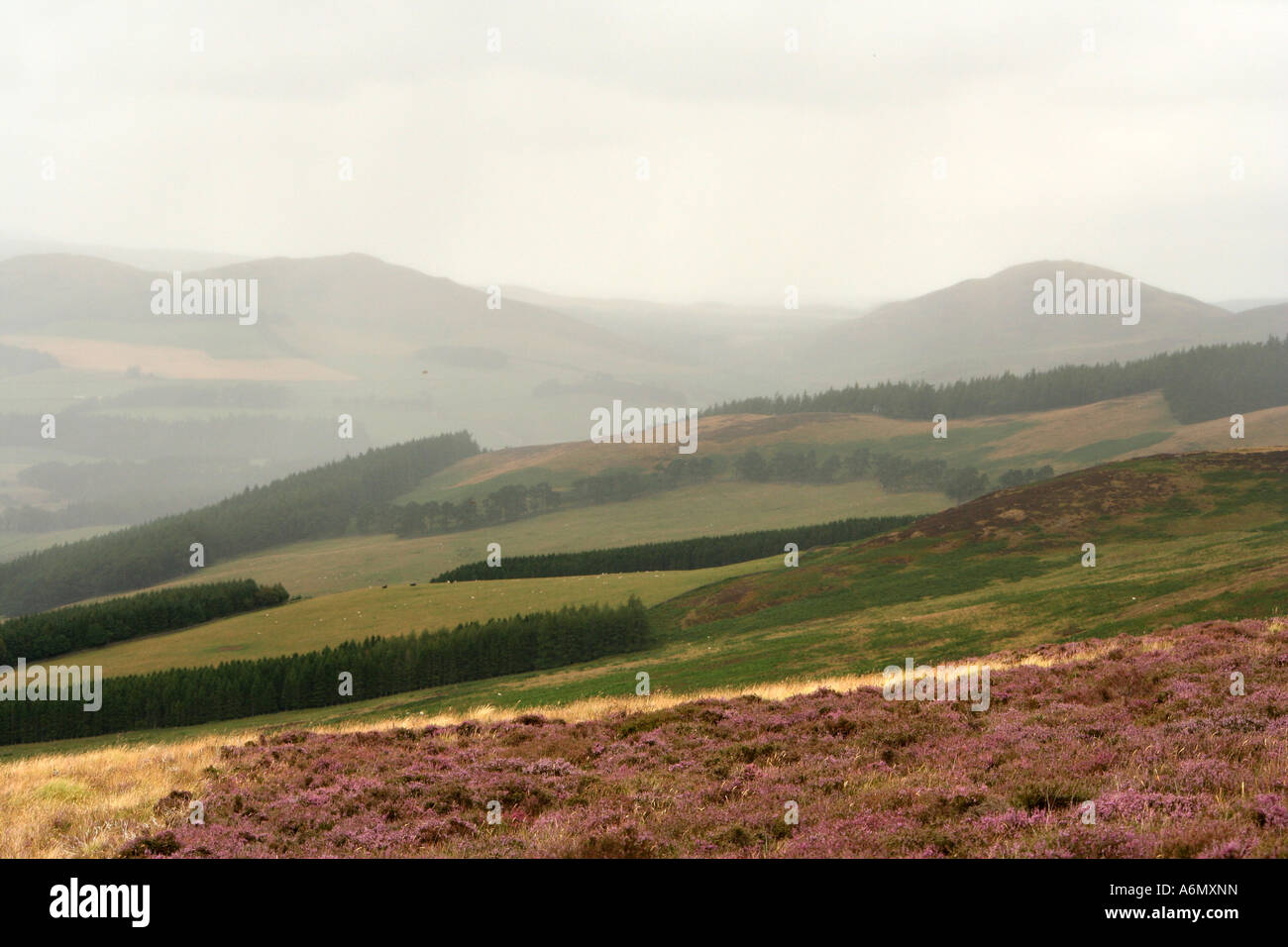 Field pasture meadow and forest, countryside in Scotland aroud Stobo ...