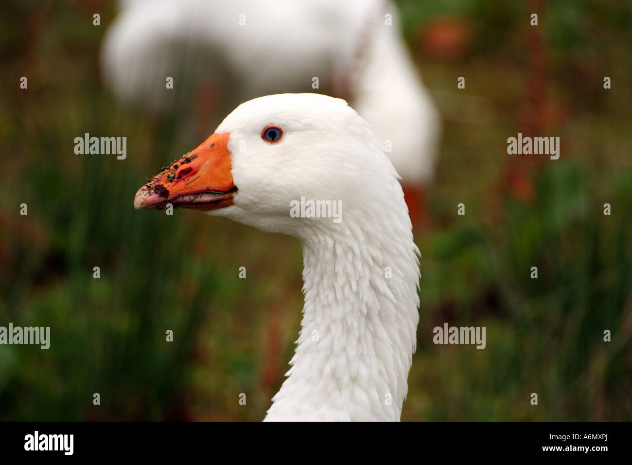 Goose head and neck, detail Stock Photo - Alamy