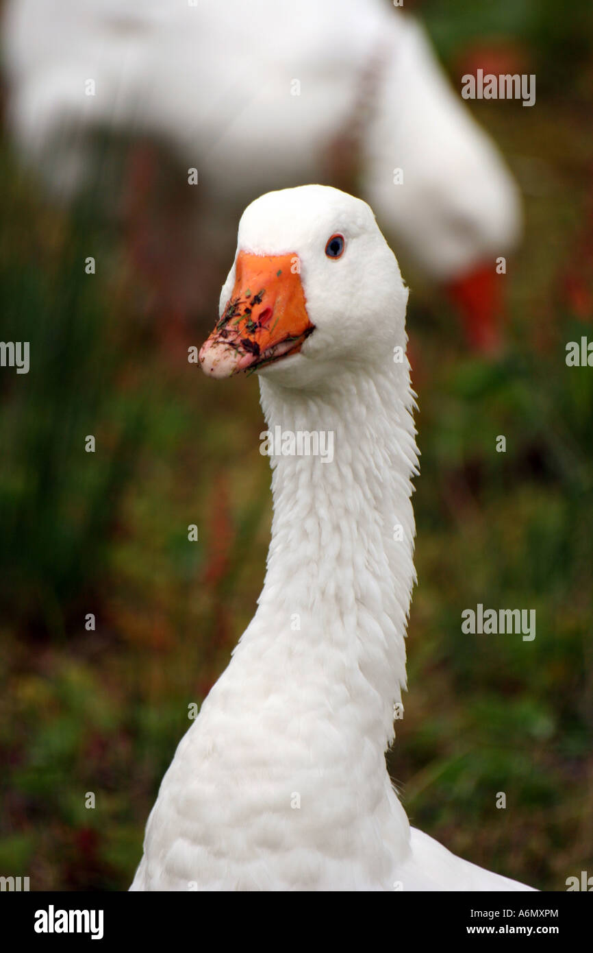 Goose head and neck, detail Stock Photo - Alamy