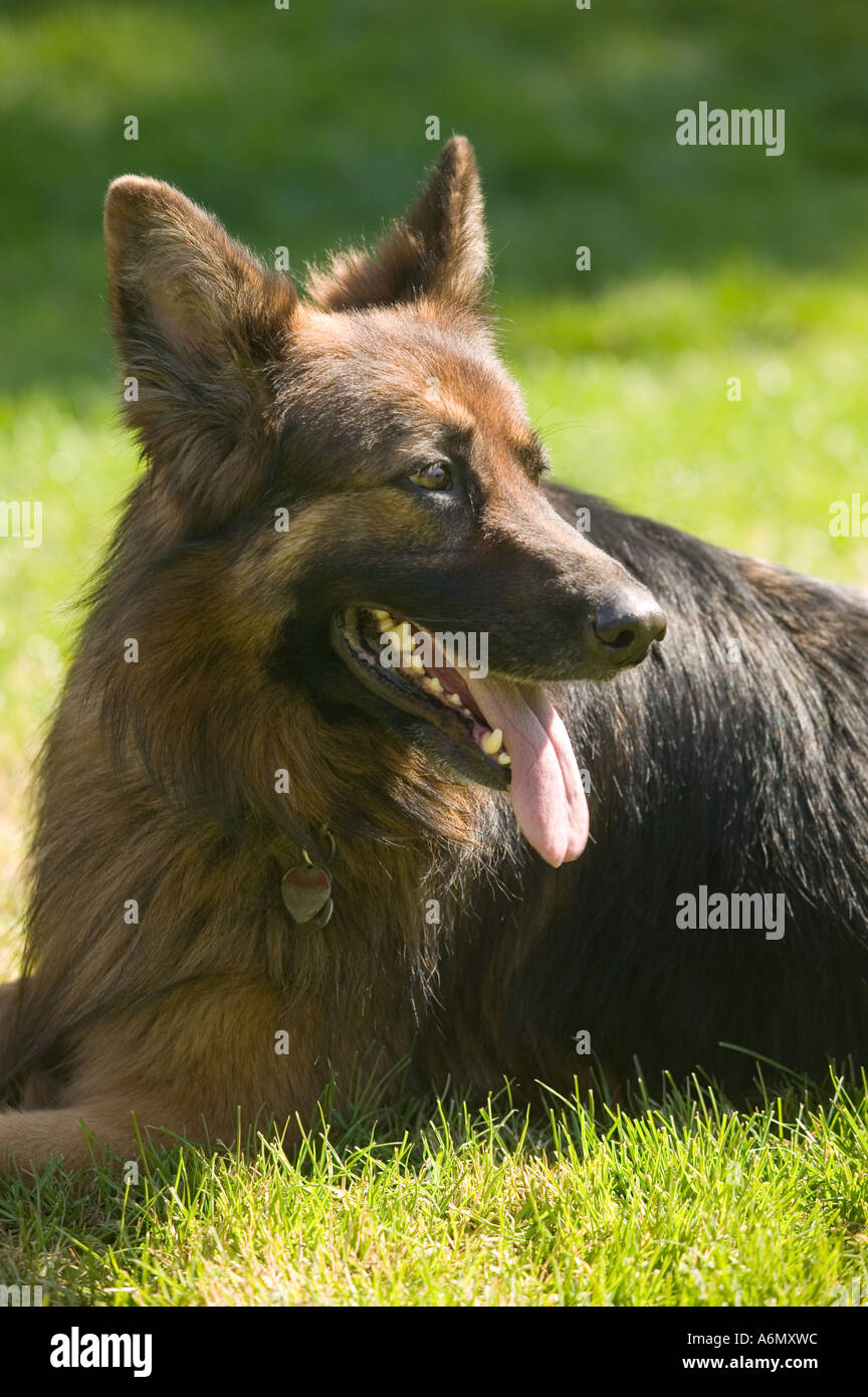 German shepherd model released image Stock Photo - Alamy