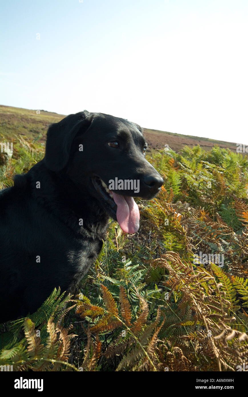 Black labrador retriever sat with toungue out in bracken on the nortth ...