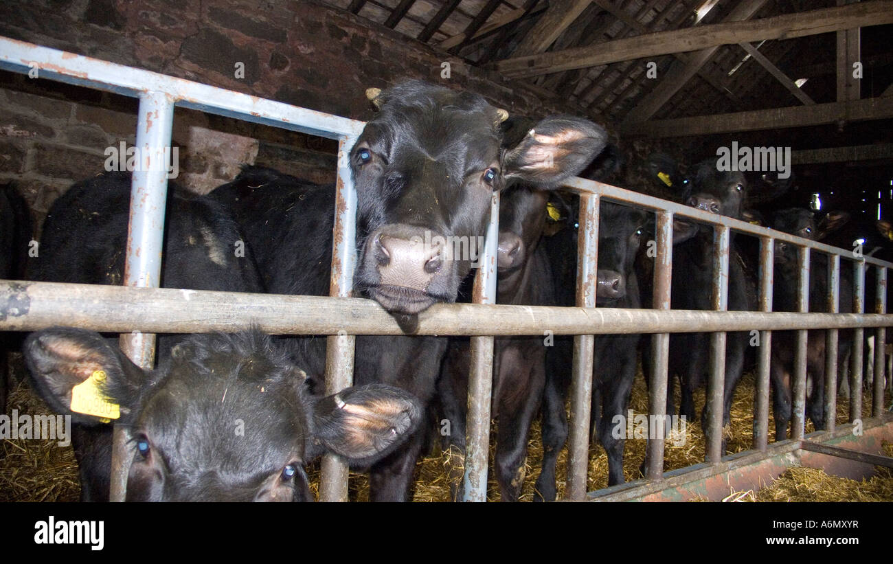 Fresian cross cattle in traditional hi-res stock photography and images ...