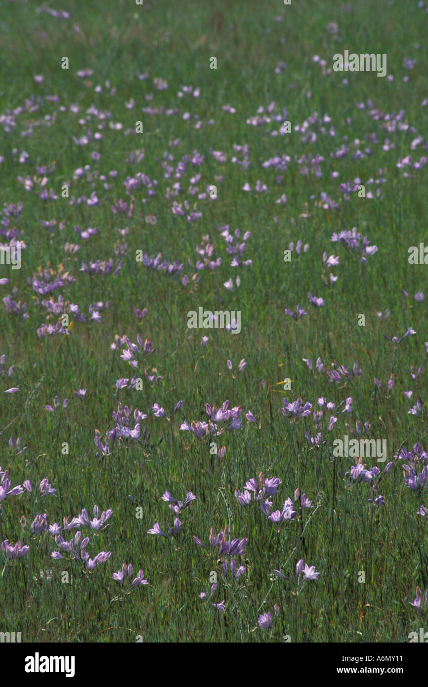 Wildflowers in green grass field in spring Merced Grasslands California ...