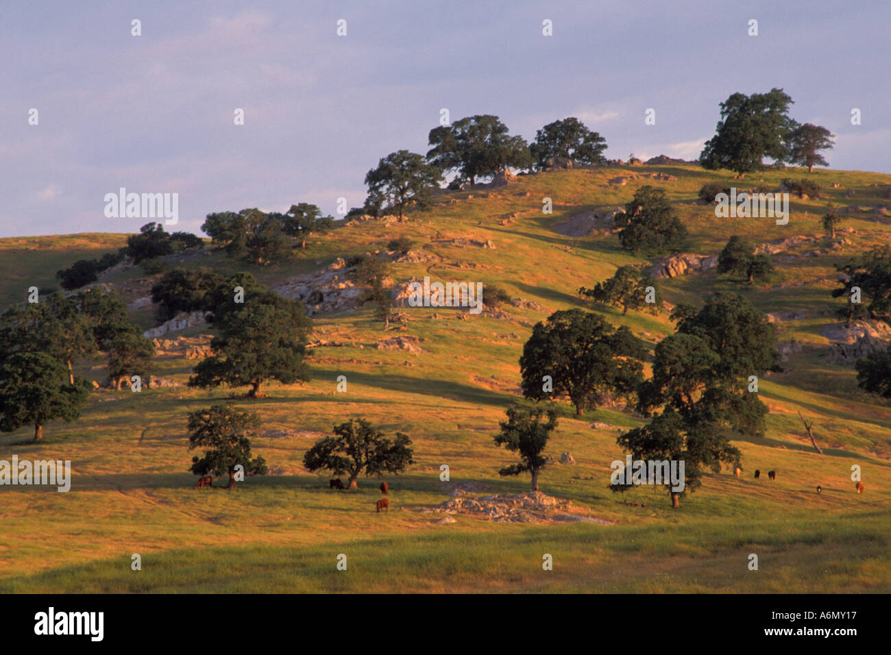 Sunrise on green grass field pasture hill and oak trees in spring ...