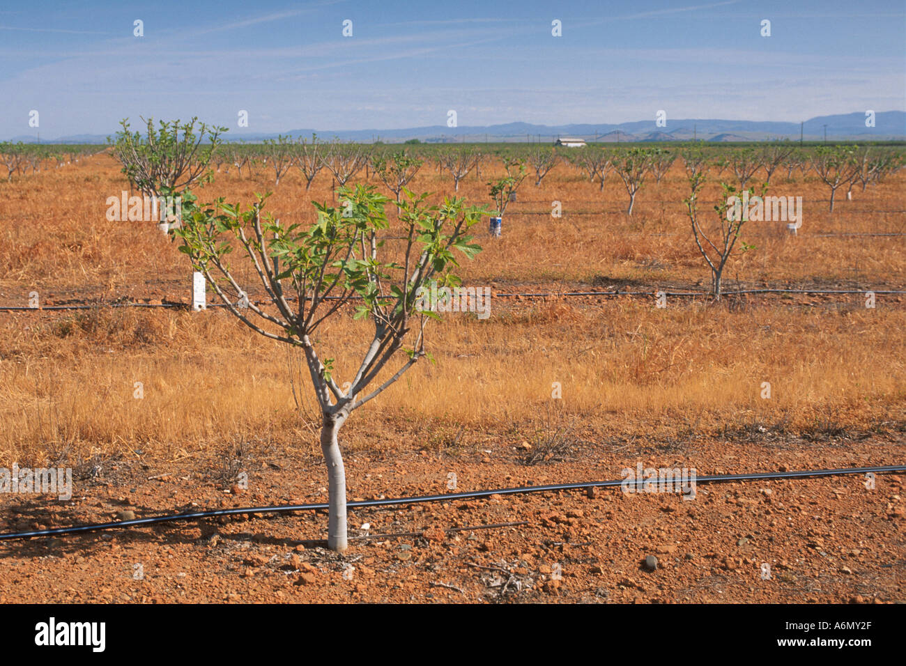 Young fruit tree in new farm orchard Merced County Ccentral Valley ...