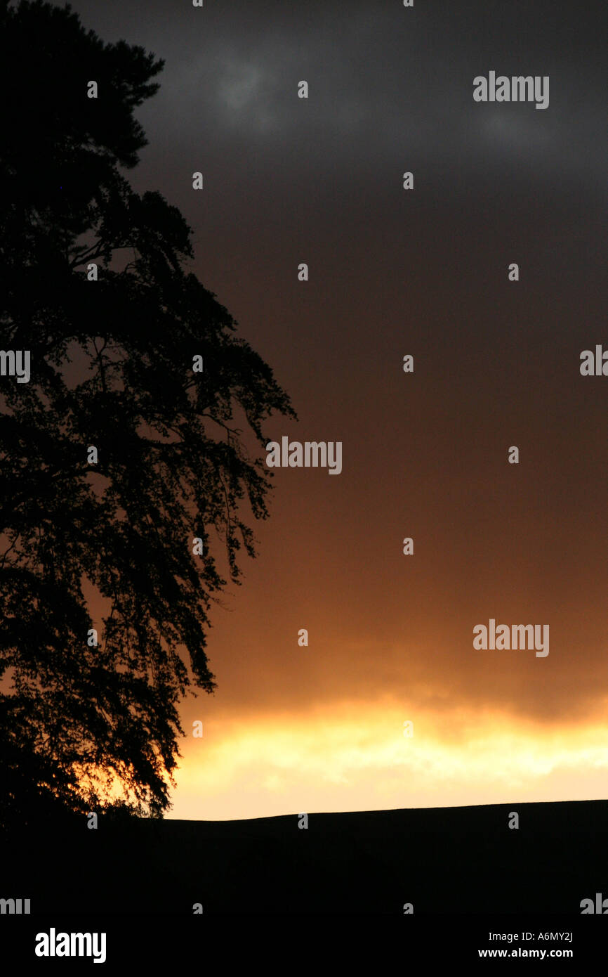 Dramatic opening in evening sky, sunlit horizon silhouette and tree ...