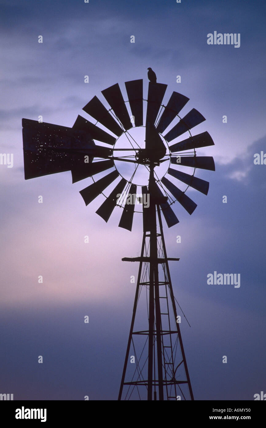 Hawk on top of rural windmill at sunset Merced Grasslands Central ...