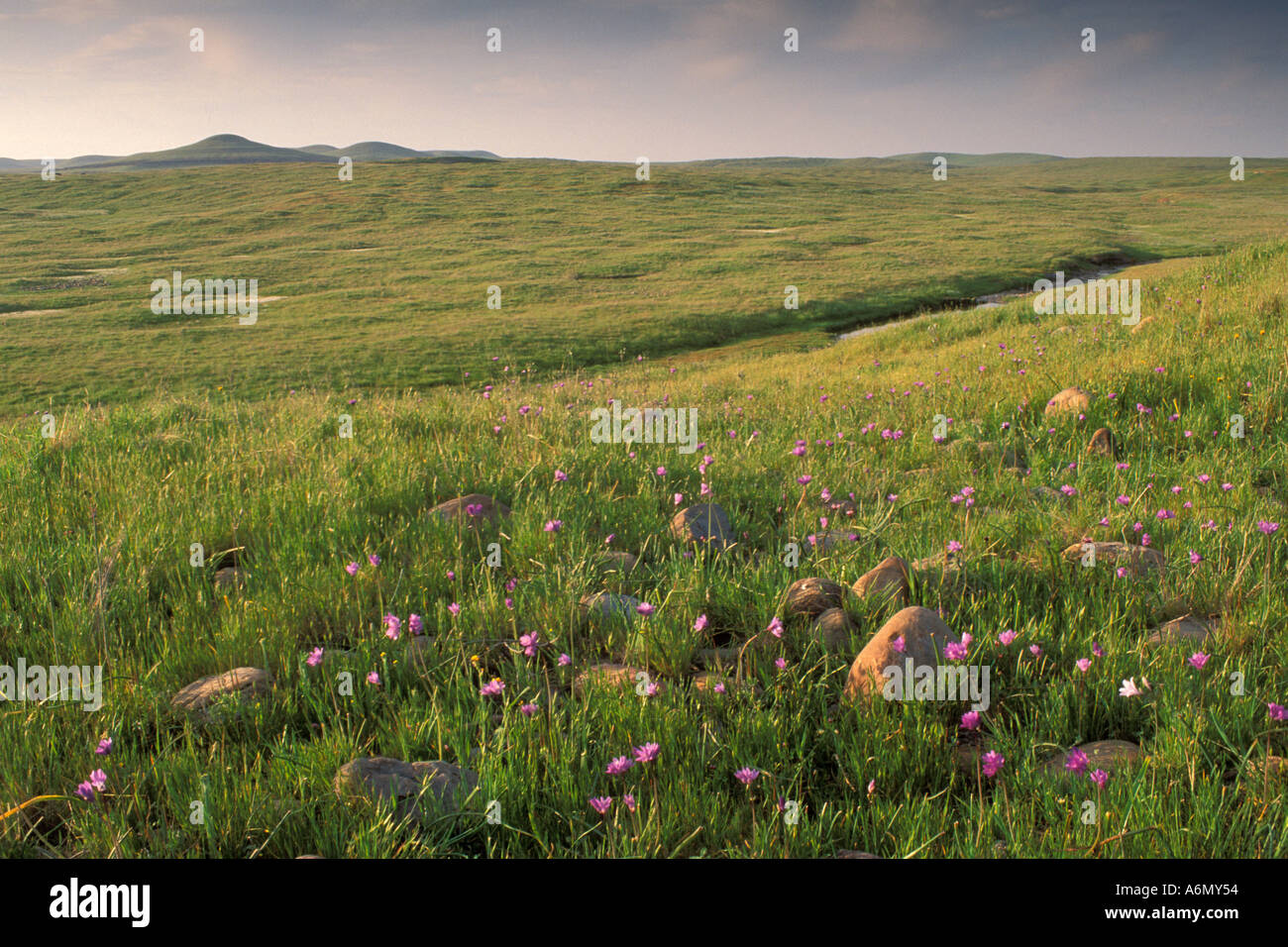 Green grass pasture field in spring Merced Grasslands Central Valley ...