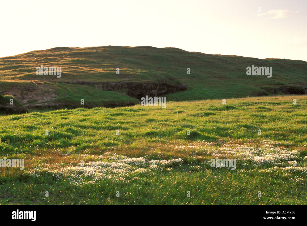 Wildflowers in vernal pool in grass pasture field in spring Merced ...