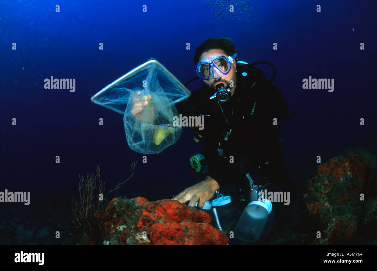 Tropical Fish Collector Stock Photo - Alamy