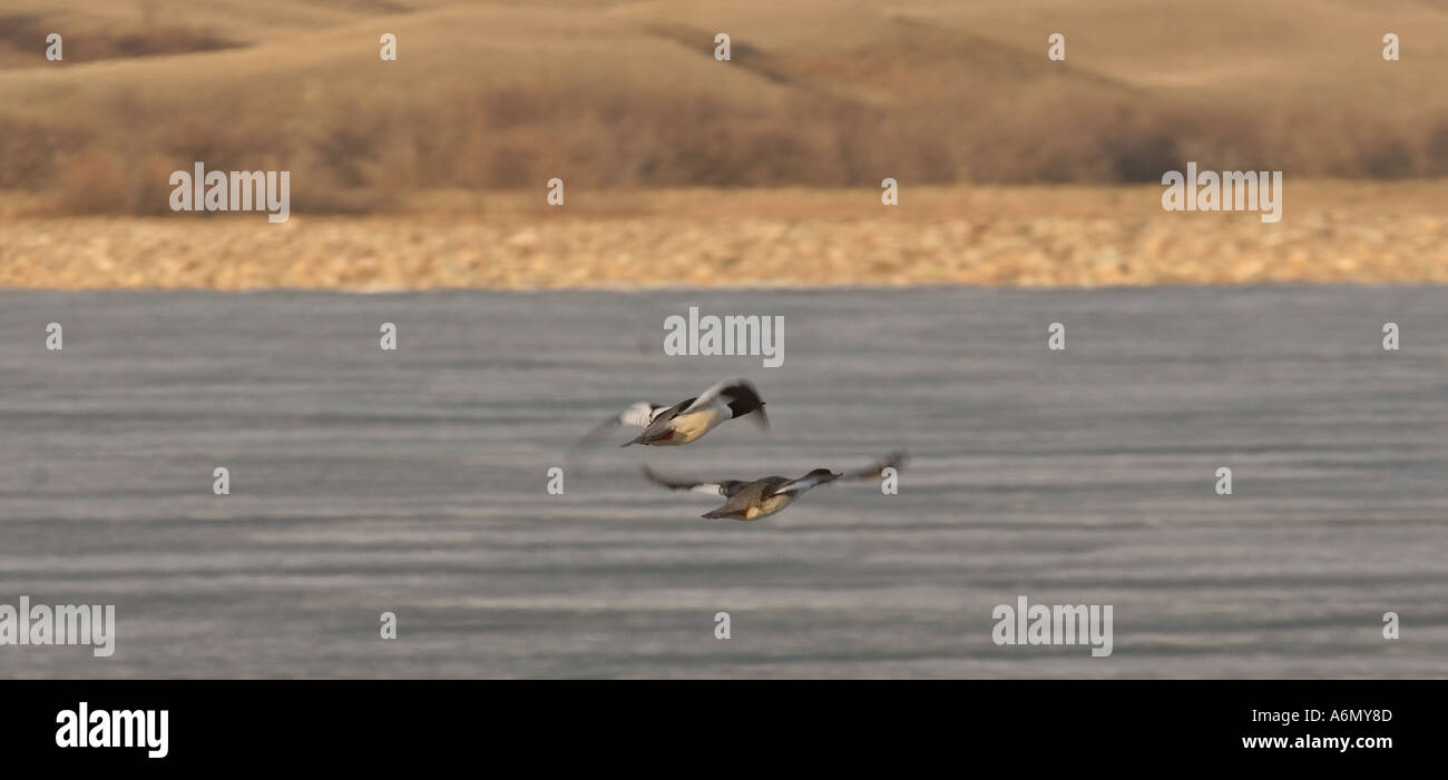 Common Merganser in flight in scenic Saskatchewan Canada Stock Photo ...