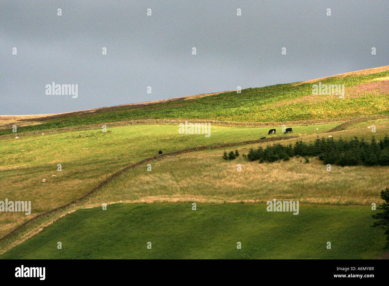 Field pasture meadow and forest, countryside in Scotland aroud Stobo ...