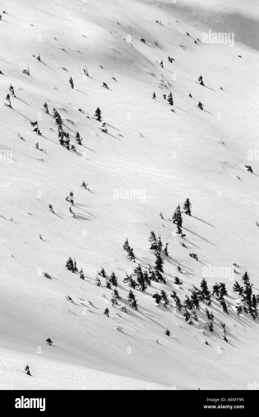 Snow covered slope of Mt. Krizna with scarce forest, Slovakia Stock ...
