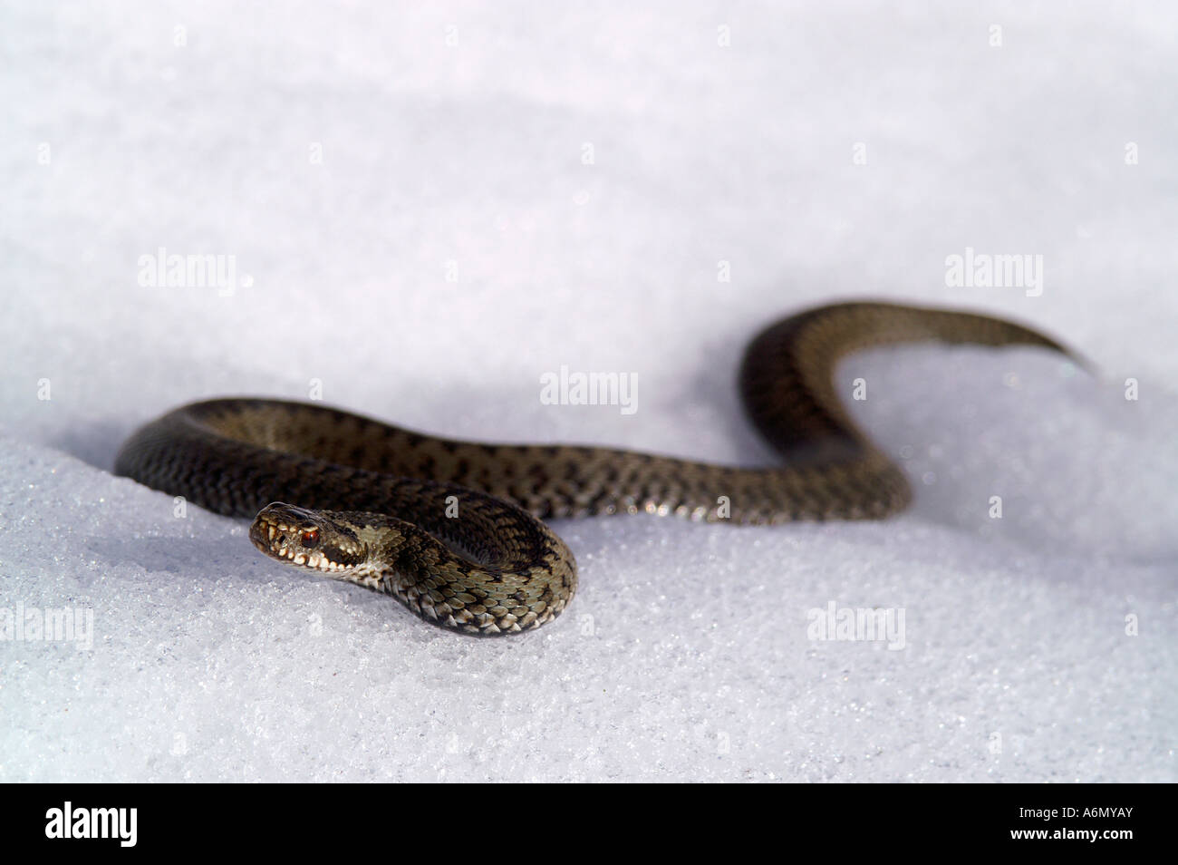 Viper snake on snow Stock Photo - Alamy