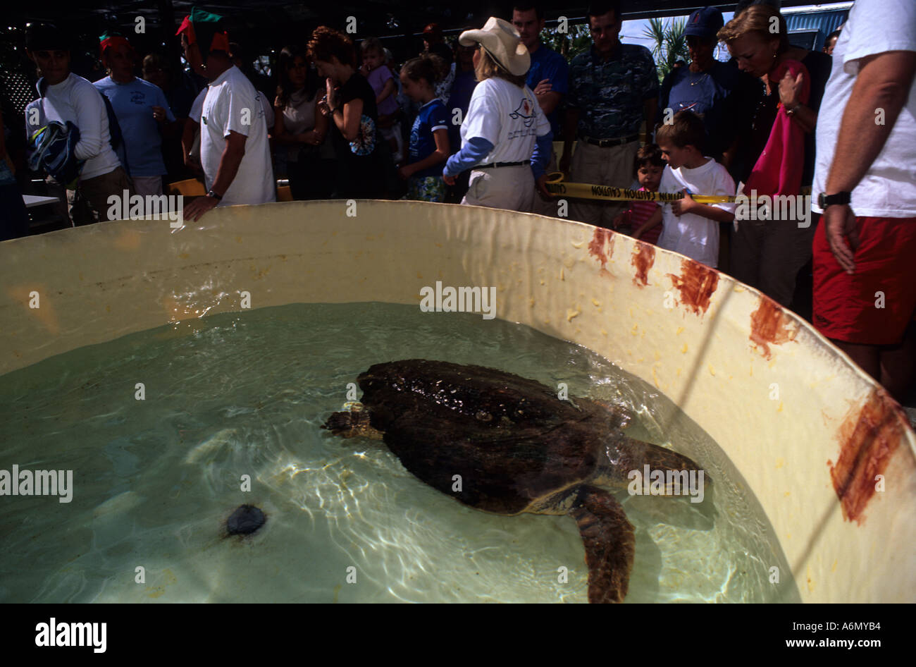 Loggerhead Turtle Caretta caretta being rehabilitated at the Marinelife ...