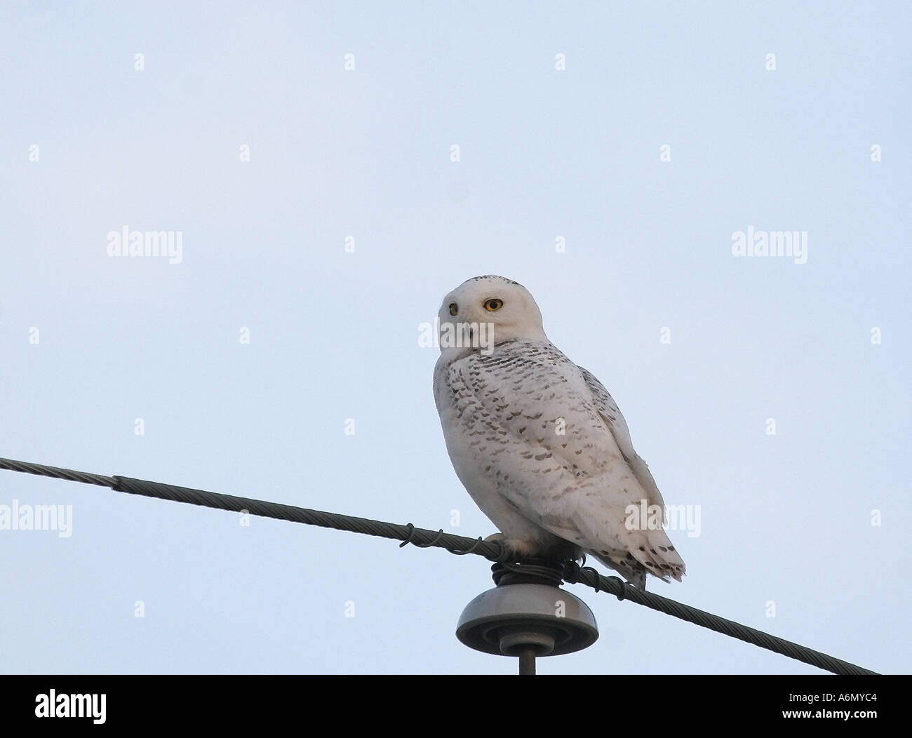 Nocturnal power line hi-res stock photography and images - Alamy