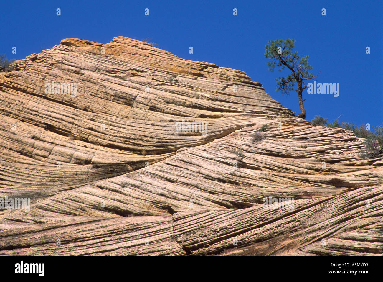 Lone pine tree growing out of folded sandstone rock along the Zion Mt ...