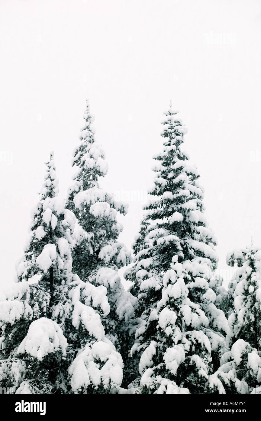 Fresh snow on Pine trees Stock Photo - Alamy