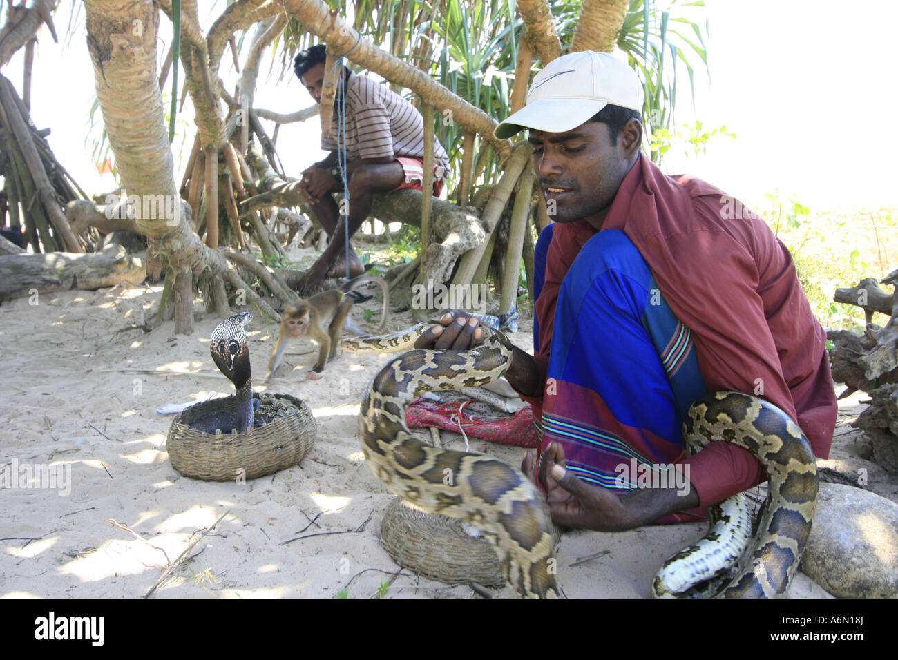 Cobra snake and python Sri Lanka Stock Photo - Alamy