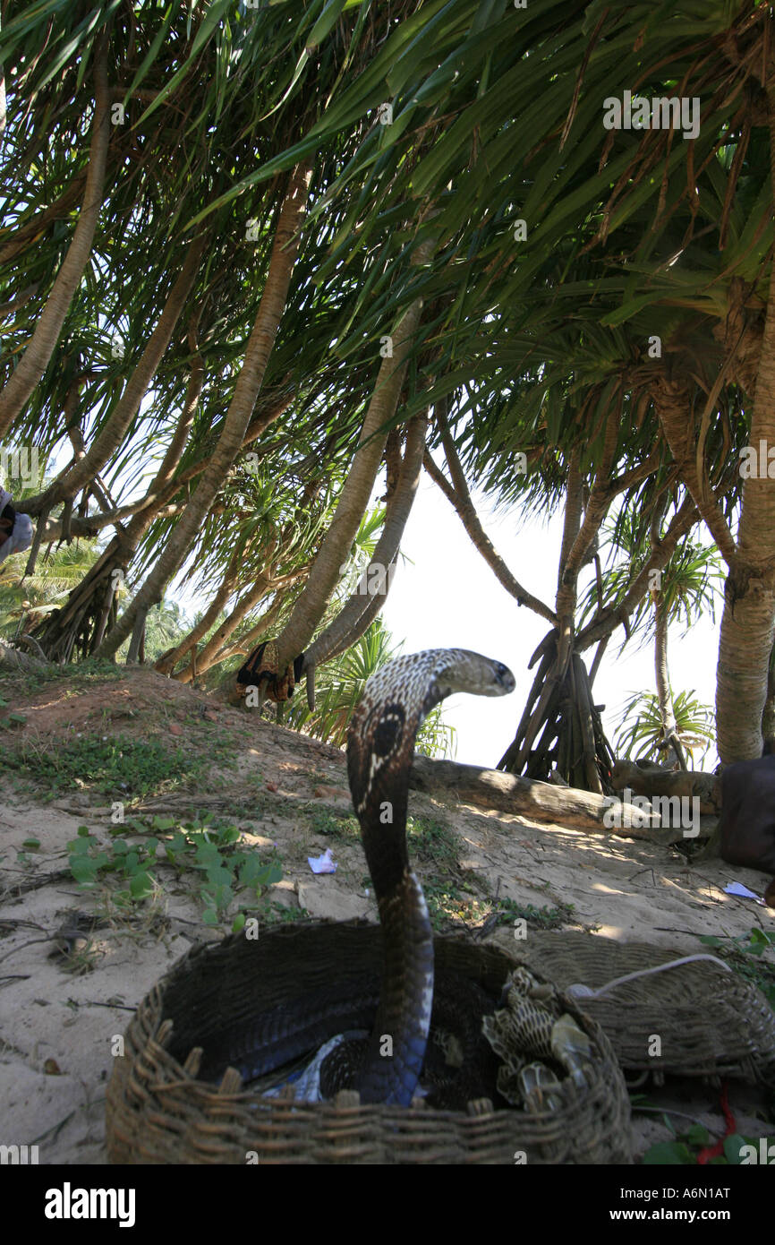 Cobra snake and python Sri Lanka Stock Photo - Alamy