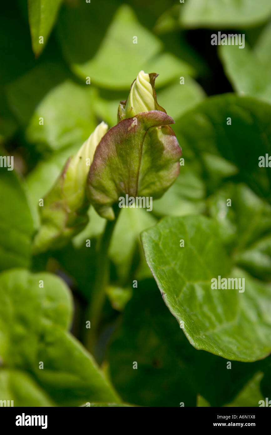 Plant life a new bud breaks through on an ivy plant Stock Photo - Alamy