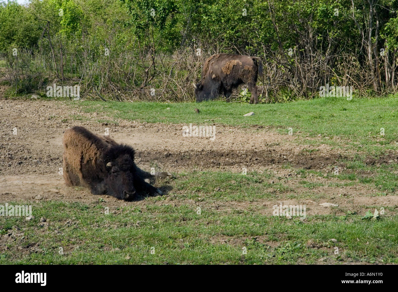 Bison rolling in buffalo wallow Stock Photo - Alamy