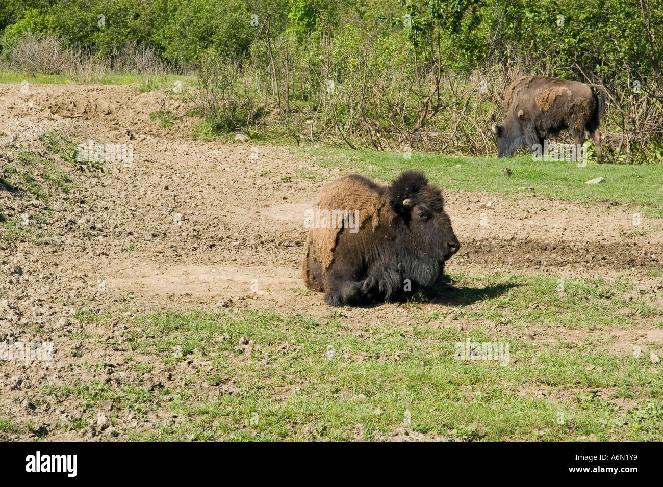 Bison wallow hi-res stock photography and images - Alamy