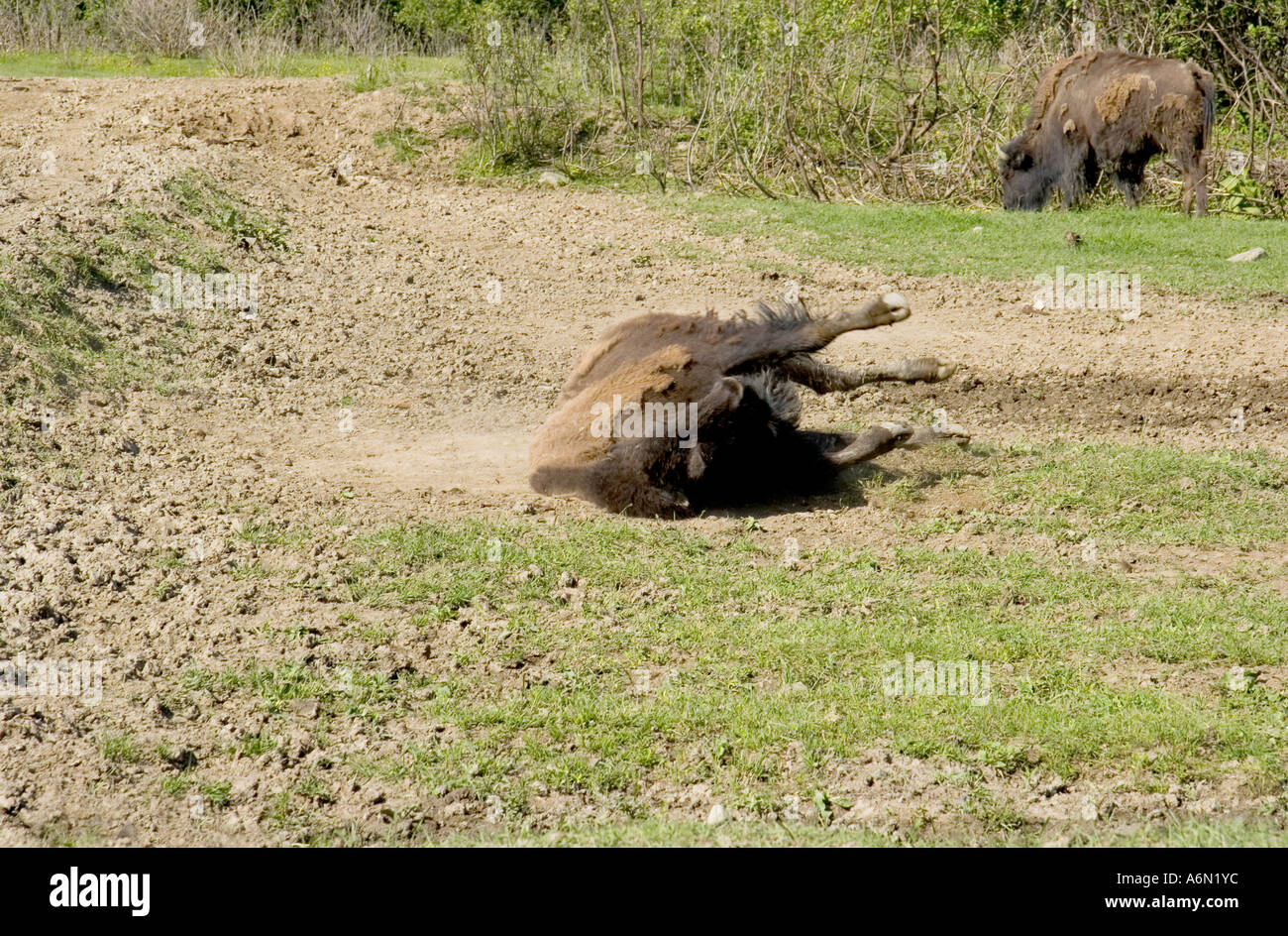 Bison rolling in buffalo wallow Stock Photo - Alamy