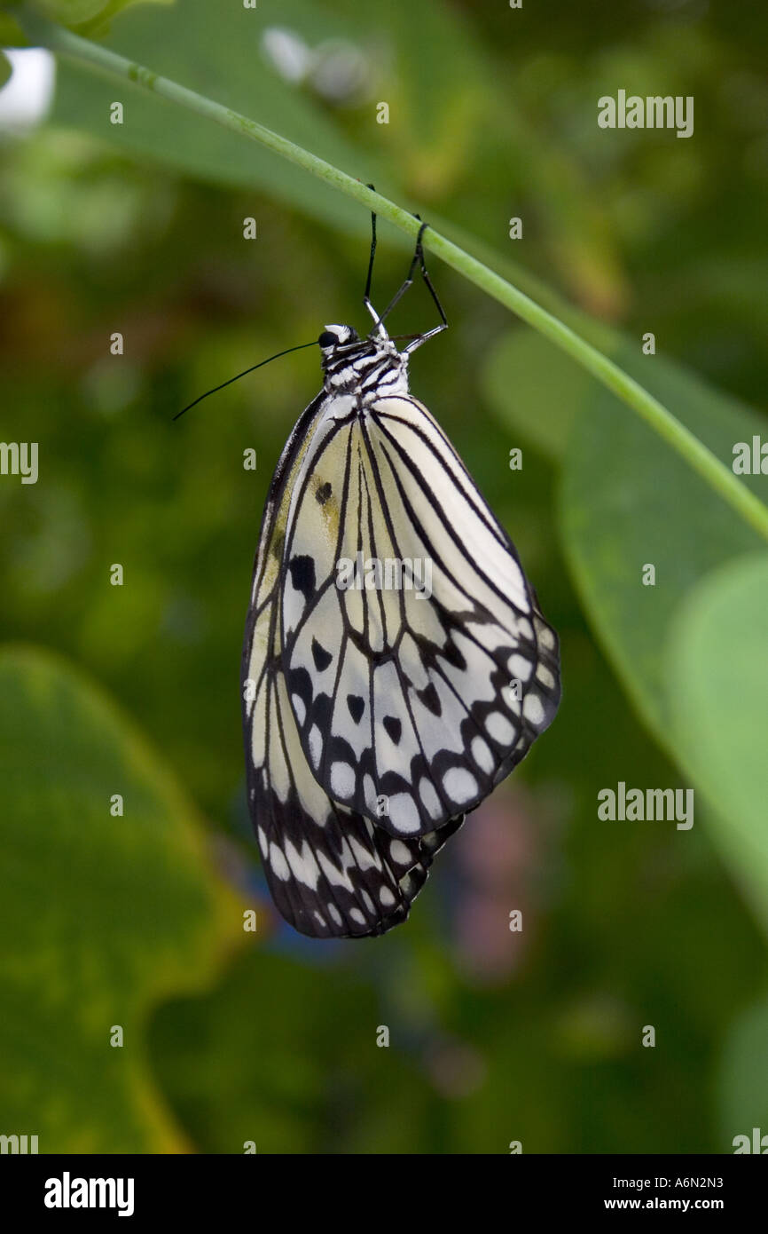White Tree Nymph butterfly hanging on a leaf also known as the Paper ...