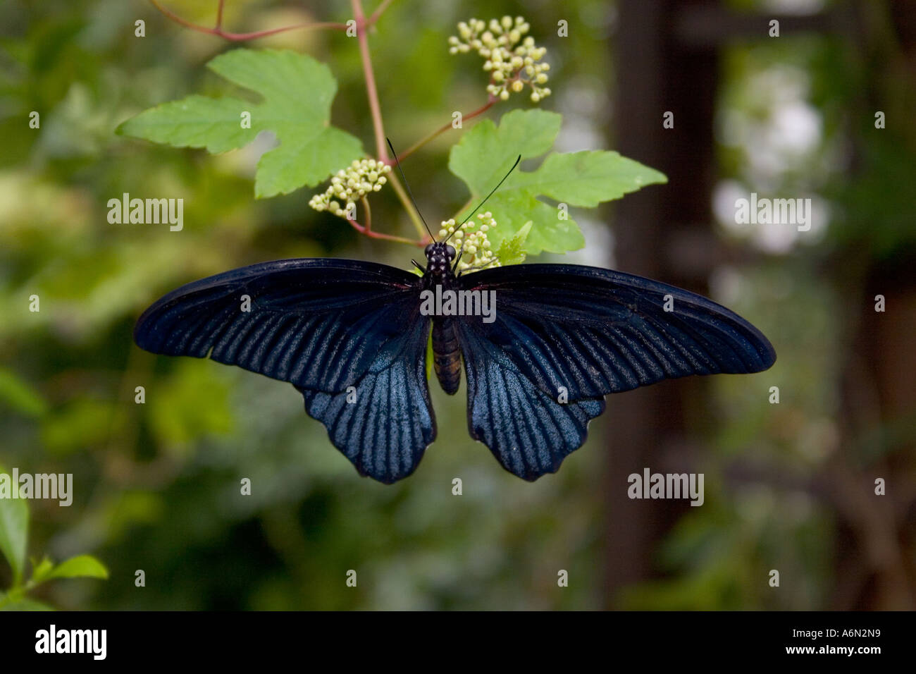 Blue butterfly hanging on a leaf also known as the BLUE MORPHO ...