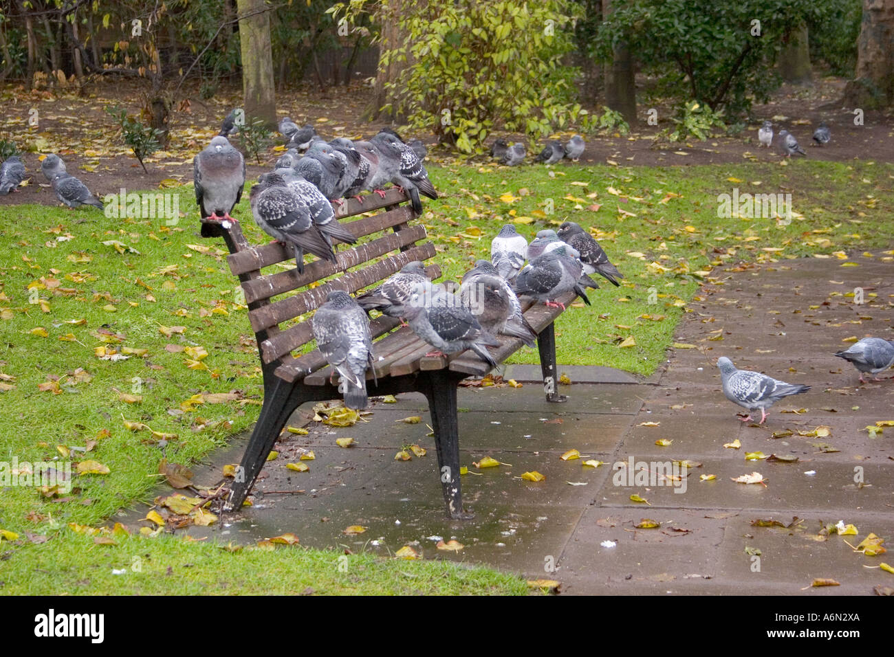 A flock of pigeons sitting on a messy bench Stock Photo - Alamy