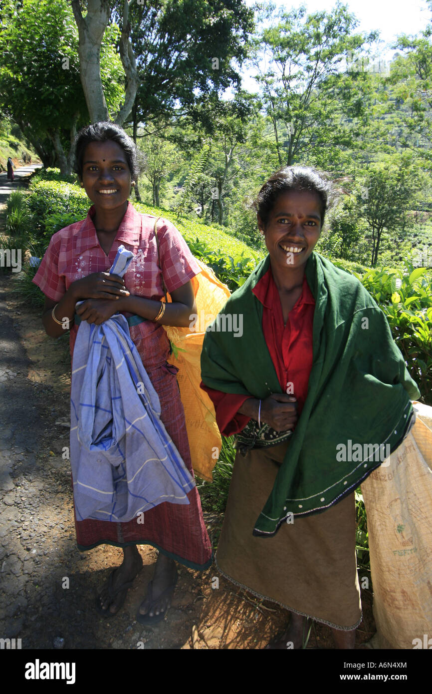 Balangoda tea plantation sri lanka hi-res stock photography and images ...