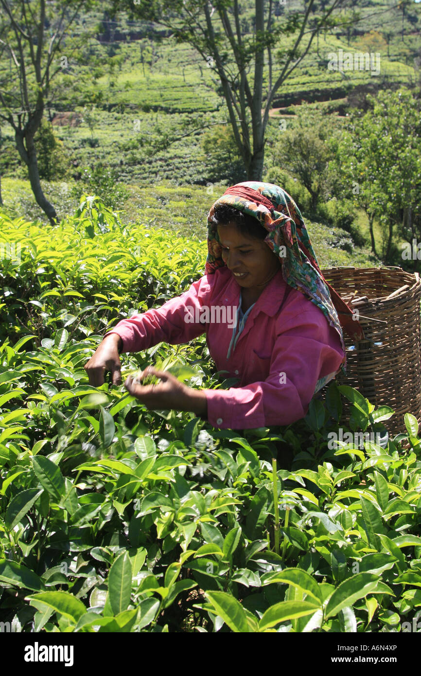 Balangoda tea plantation sri lanka hi-res stock photography and images ...