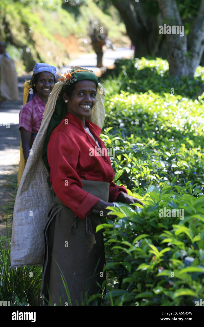 Balangoda Estate Tea Plantation Sri Lanka Stock Photo - Alamy