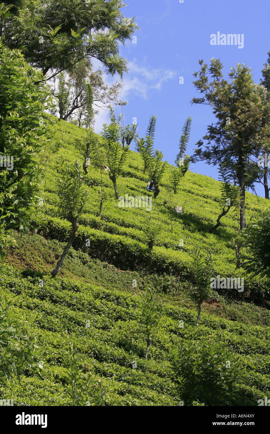 Balangoda tea plantation sri lanka hi-res stock photography and images ...