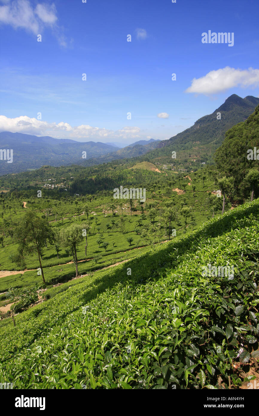 Balangoda Estate Tea Plantation Sri Lanka Stock Photo - Alamy