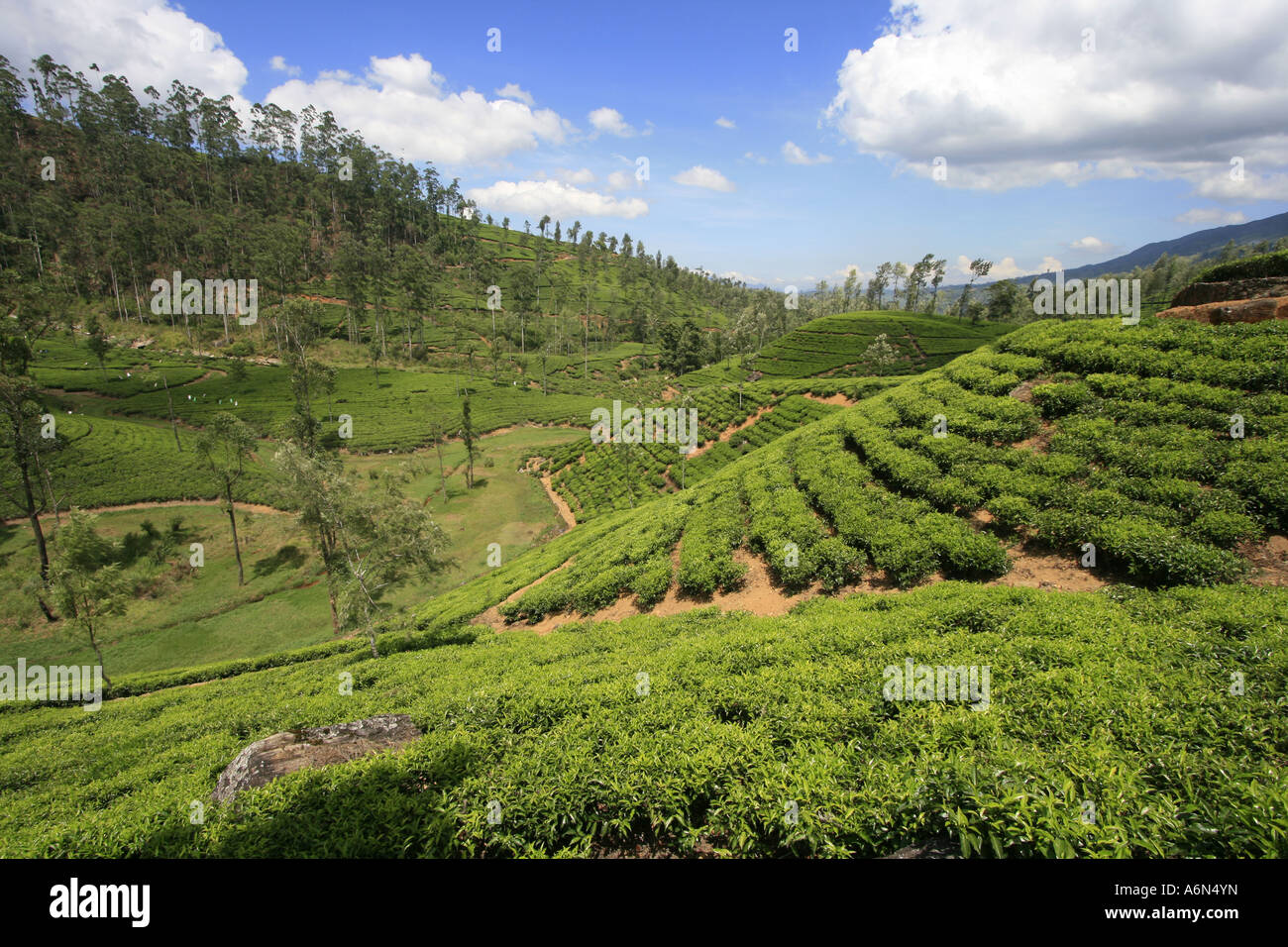 Balangoda tea plantation sri lanka hi-res stock photography and images ...