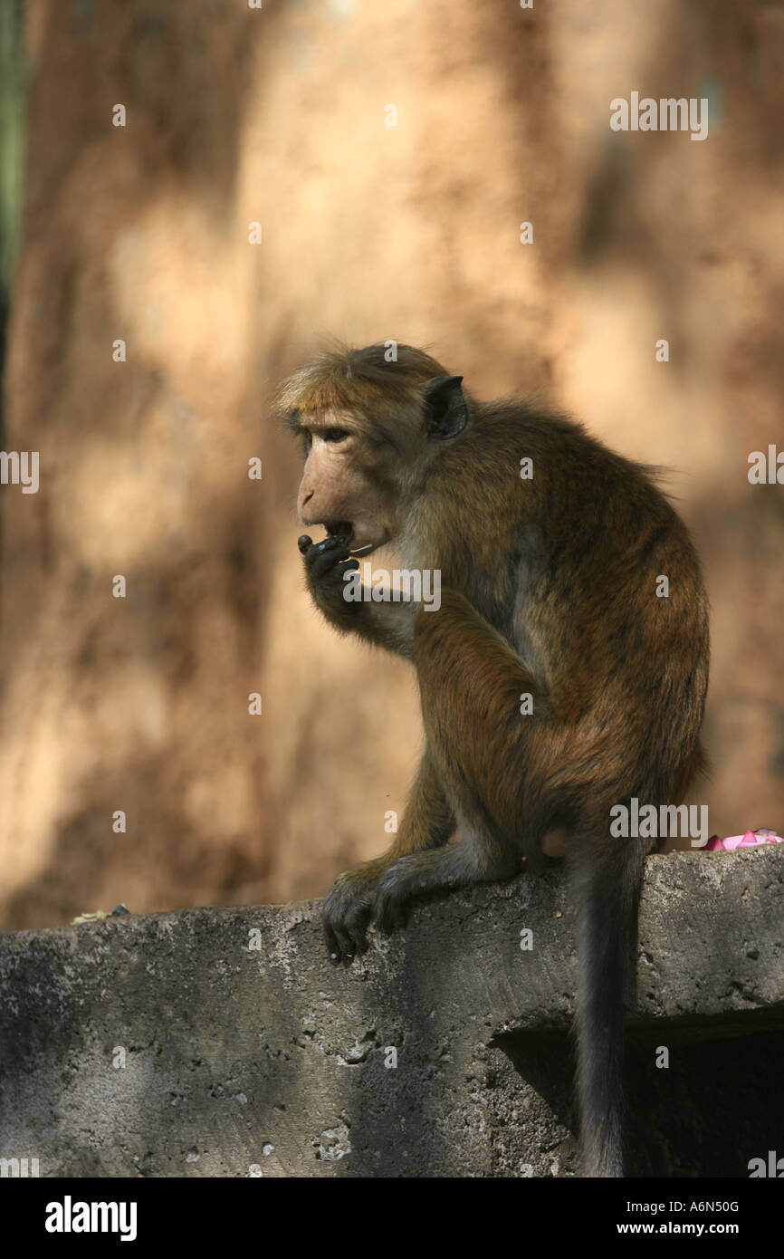 Temple monkey Kandy Sri Lanka Stock Photo - Alamy