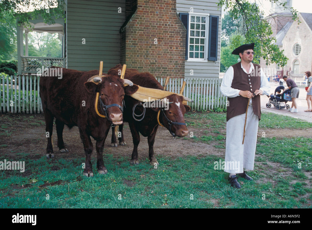 Trade Interpreter ,Yoked Oxen, Colonial Williamsburg, Virginia Stock ...