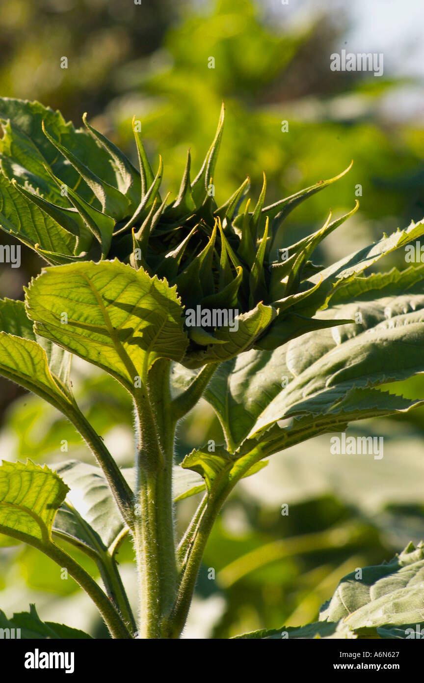 Flowers radial symmetry hi-res stock photography and images - Alamy