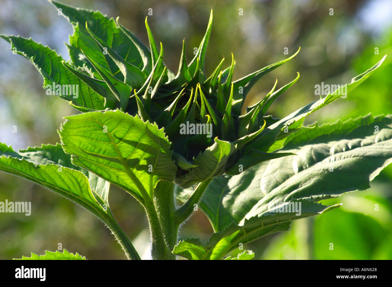 Radial symmetry flowers hi-res stock photography and images - Alamy