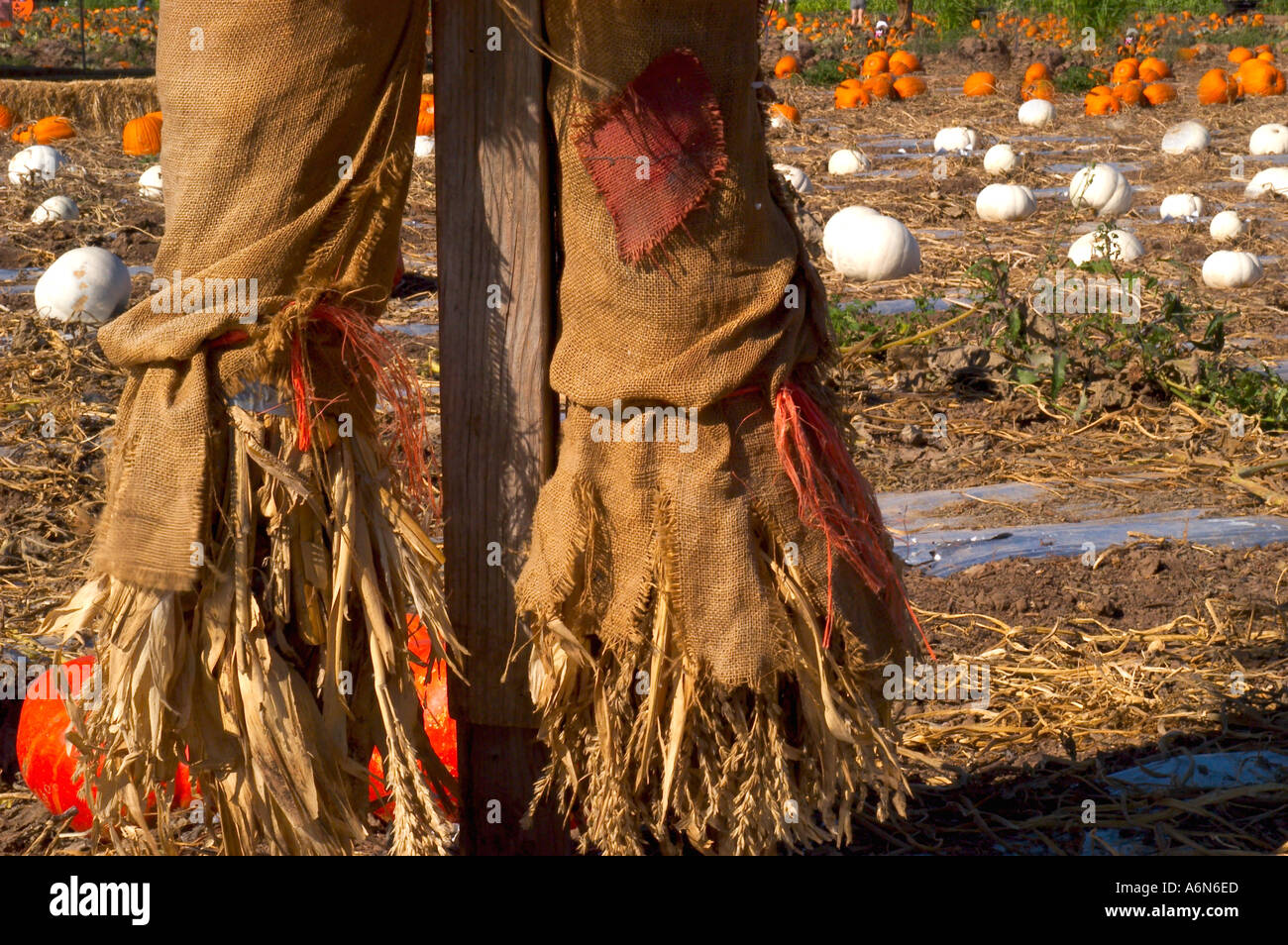 scarecrow legs and field Stock Photo - Alamy