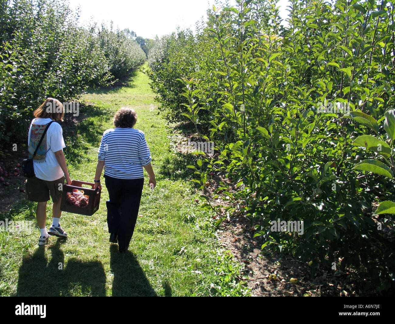 A fruitful day Stock Photo - Alamy