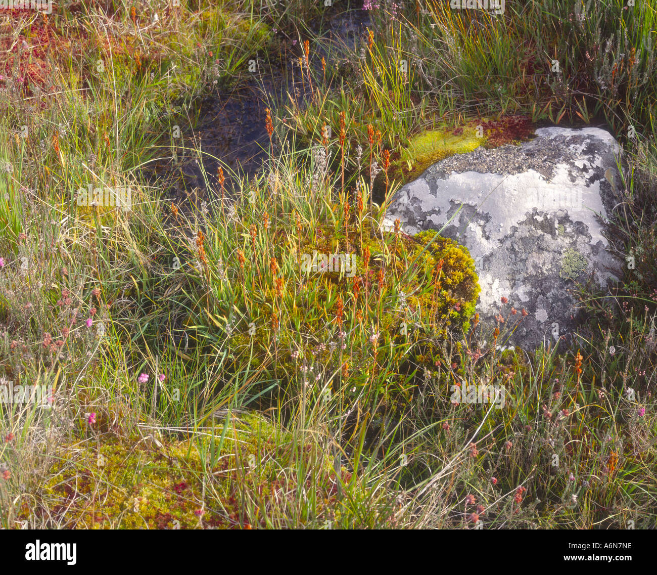 Sphagnum acid hi-res stock photography and images - Alamy