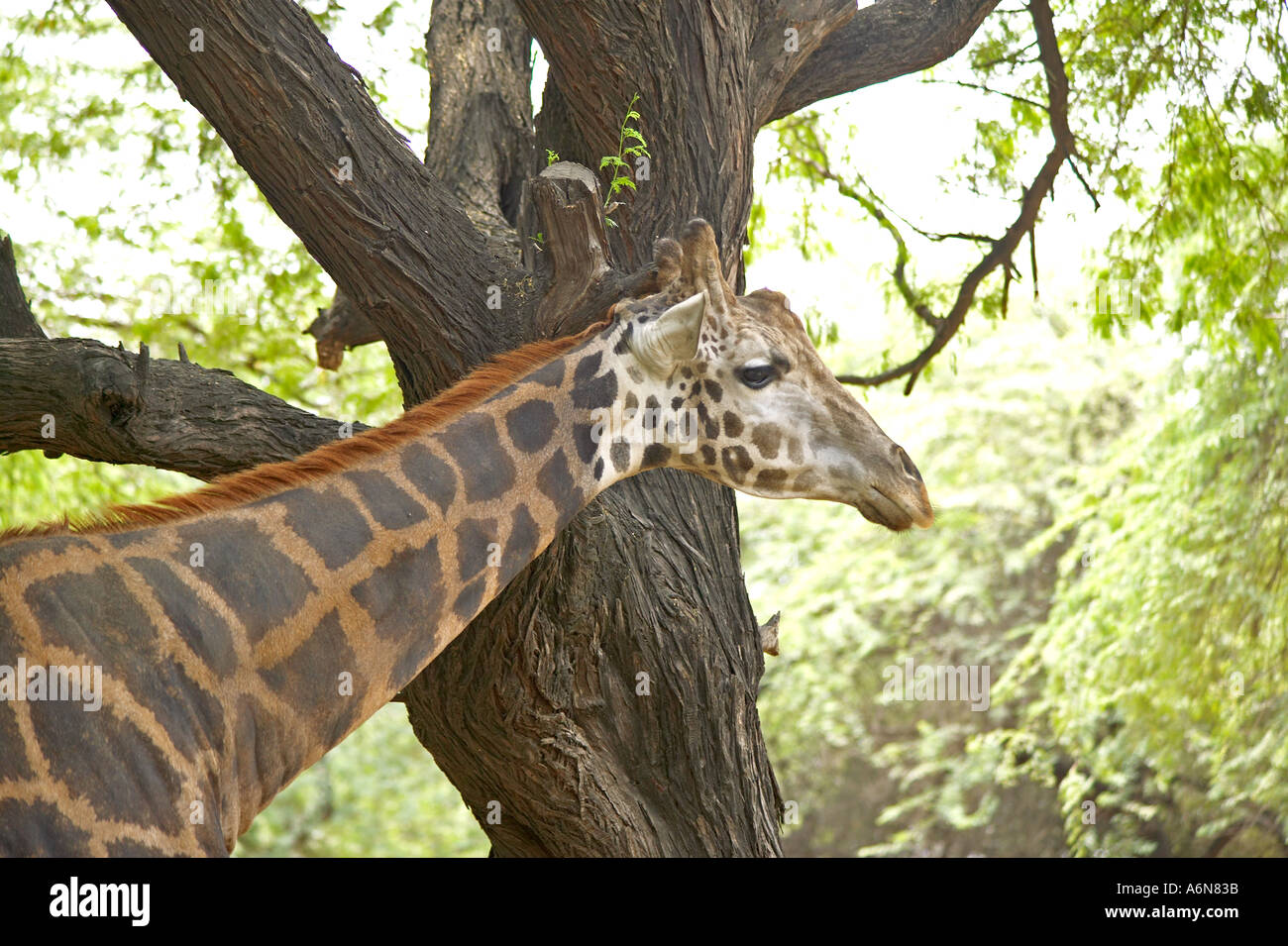 Giraffe Zoological Park Delhi India Stock Photo - Alamy