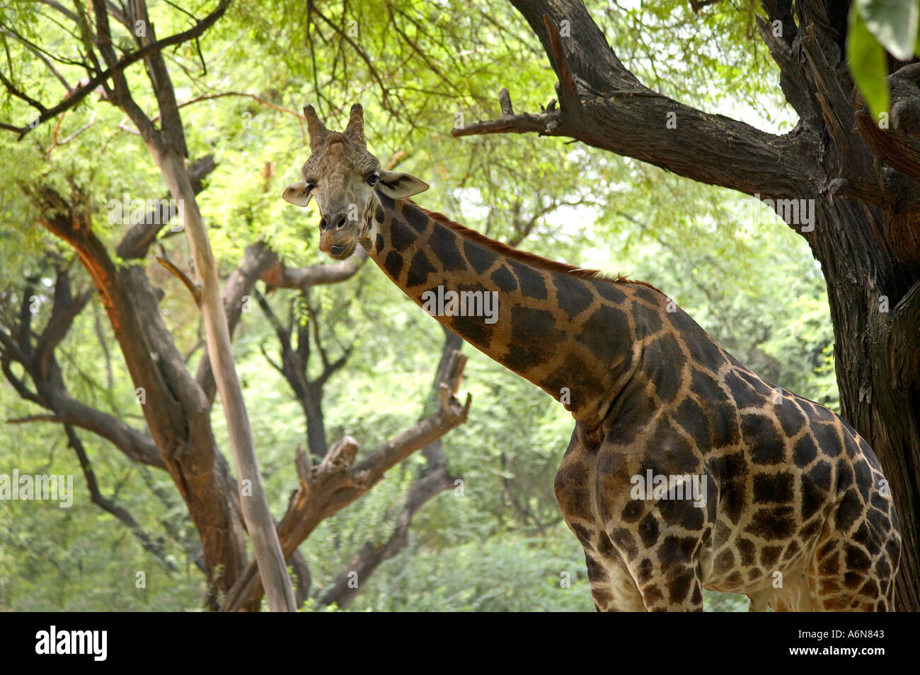 Giraffe Zoological Park Delhi India Stock Photo - Alamy